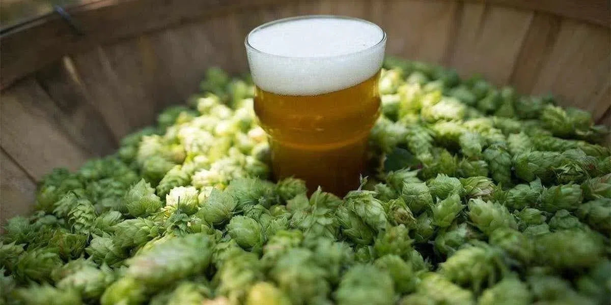 ️ Learn How to Make Homemade IPA Beer – Install Beer